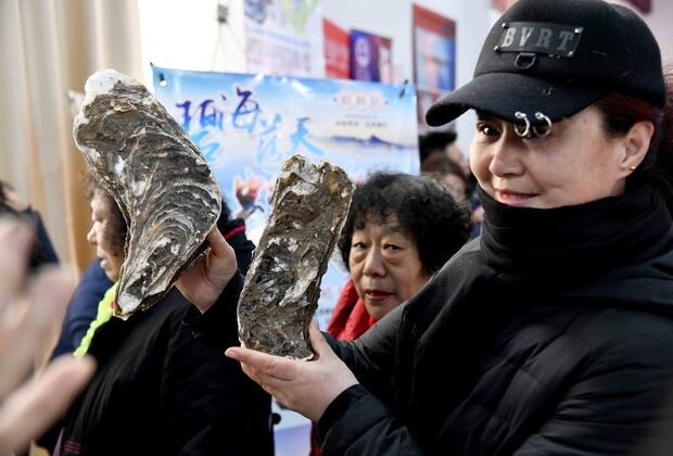 Oyster Fossils Offer New Insights Into History Of Global Warming