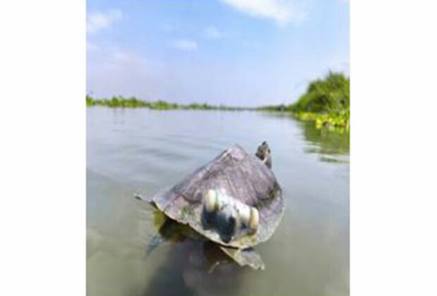 Endangered red-crowned roofed turtles return to River Ganga