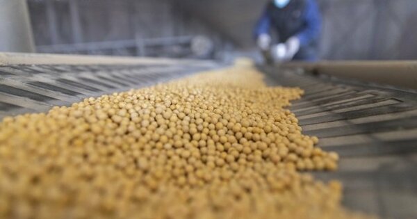 Researchers unveil soybean nutrients distribution map in China