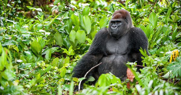 African minerals boom puts a third of continent's apes at risk: Study