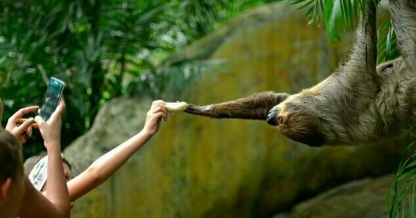 What is 'sloth fever'? And how can I avoid it when travelling to South ...