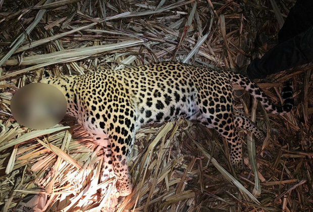 Maharashtra: Man-eater leopard shot dead after 3 deaths in Pimparkhed