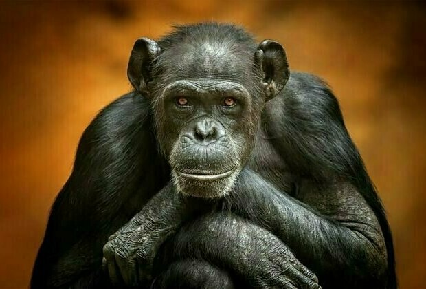 What makes the human brain unique? We compared it with monkeys and apes ...