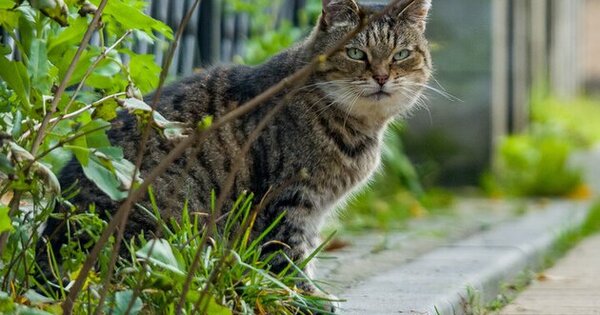 Zelenogradsk: What does a Russian city of CATS look like