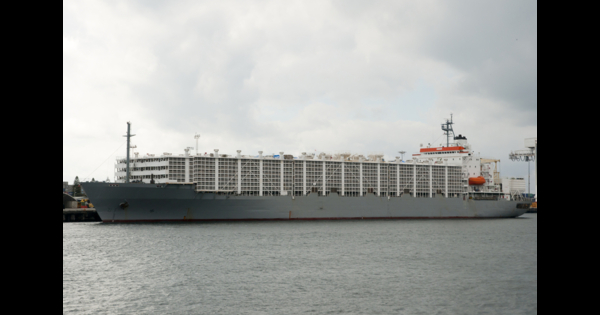 Livestock disembark the MV Bahijah