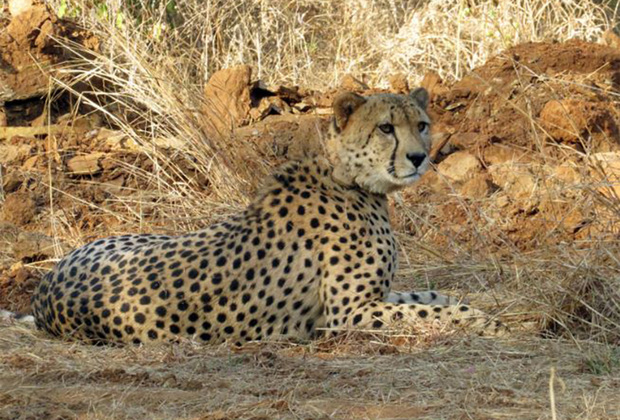 Project Cheetah: New big cats expected by year-end, talks on with ...