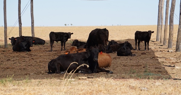Reducing calf loss with shade structures: UQ Study