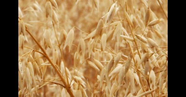 Two new varieties added to Australian Oat Classification Program