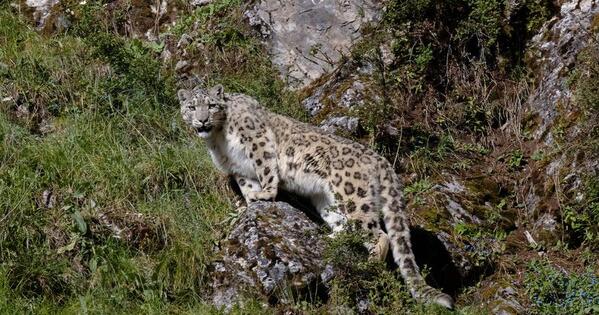 Snow leopards, photographer, herders -- harmonious coexistence of ...