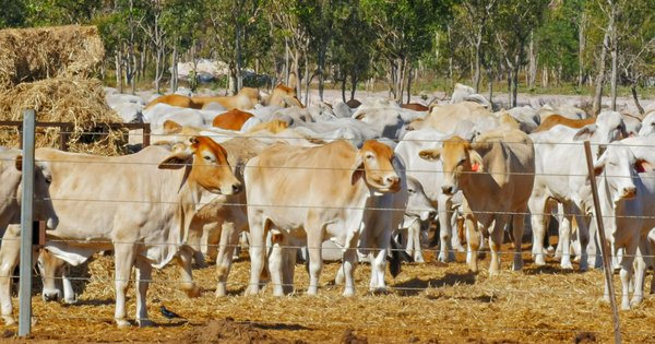 Cattle die on live export vessel destined for Indonesia