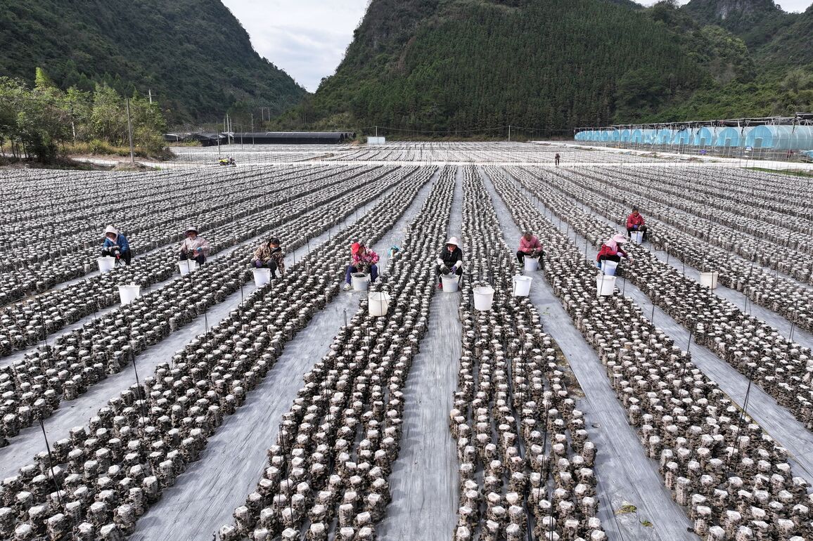 #CHINA-SOLAR TERM-MINOR COLD-FARMING (CN)