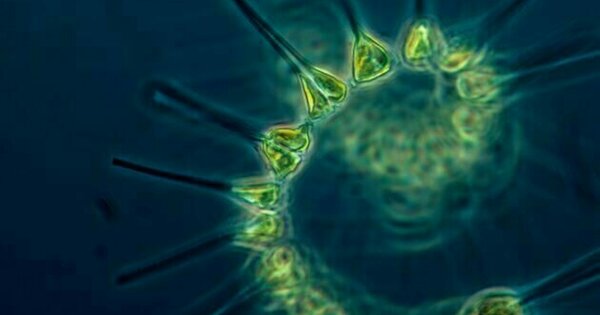 Madagascar's huge ocean algae bloom was caused by dust from drought ...