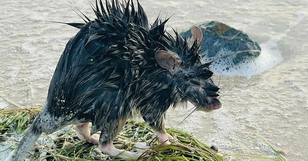 Rat plague descends upon Australian town