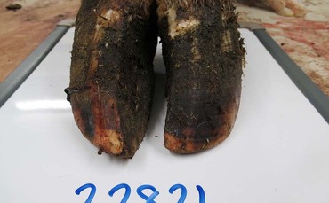 Reverse corkscrew claw - prevent a new wave of heifer foot problems ...