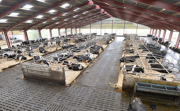 Enhancing cow environment | Farm News | Farmers Guardian