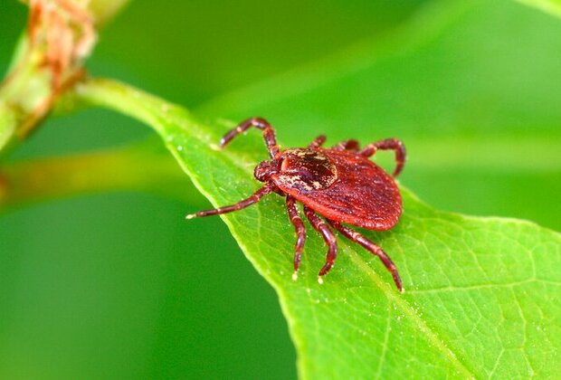 Why the most dangerous creature in Russia is NOT the bear or the wolf