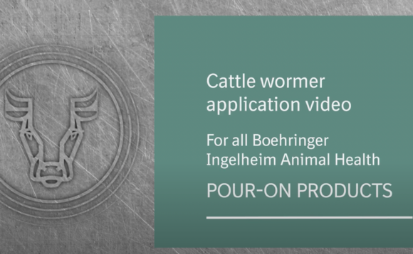 Cattle Wormers: How to apply POUR-ON products | Farm News | Farmers ...