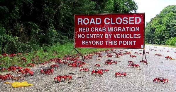 Christmas Islanders have Ardmore in sight