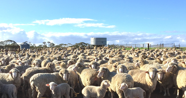 Keep the Sheep campaigners make waves