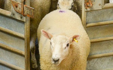 Producing a lamb to meet the needs of the buyer | Farm News | Farmers ...
