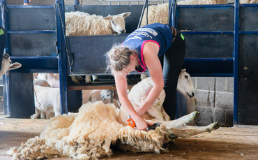NSA North Sheep Preview: New attractions set for Northern sheep event ...