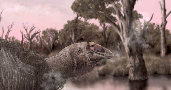 New fossils show what Australia's giant prehistoric 'thunder birds ...