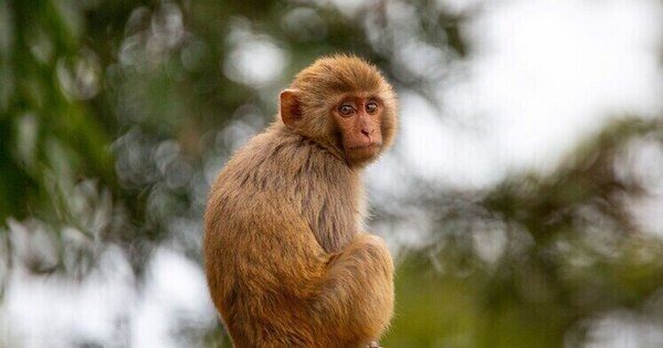 US police kill dangerous escaped lab monkeys