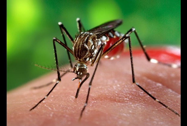 CDC issues unprecedented warning as cases of Zika rise in Florida ...