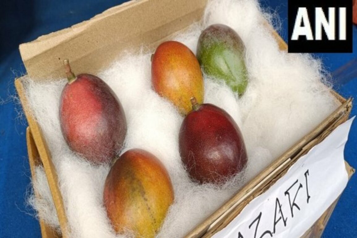 West Bengal: World's most expensive mango 'Miyazaki' showcased in ...