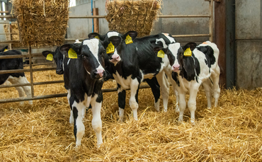 Pre-weaning period key to rearing sustainable replacement heifers ...