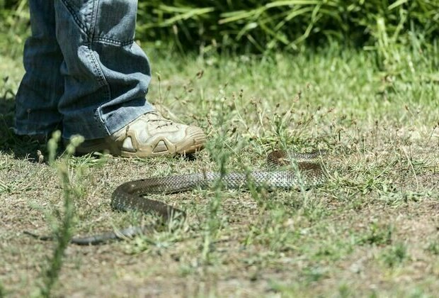 Snakes are waking up. What should you do if you're bitten? And what if ...