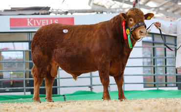 South Devon bulls top at 9,000gns at Exeter for reserve champion | Farm ...