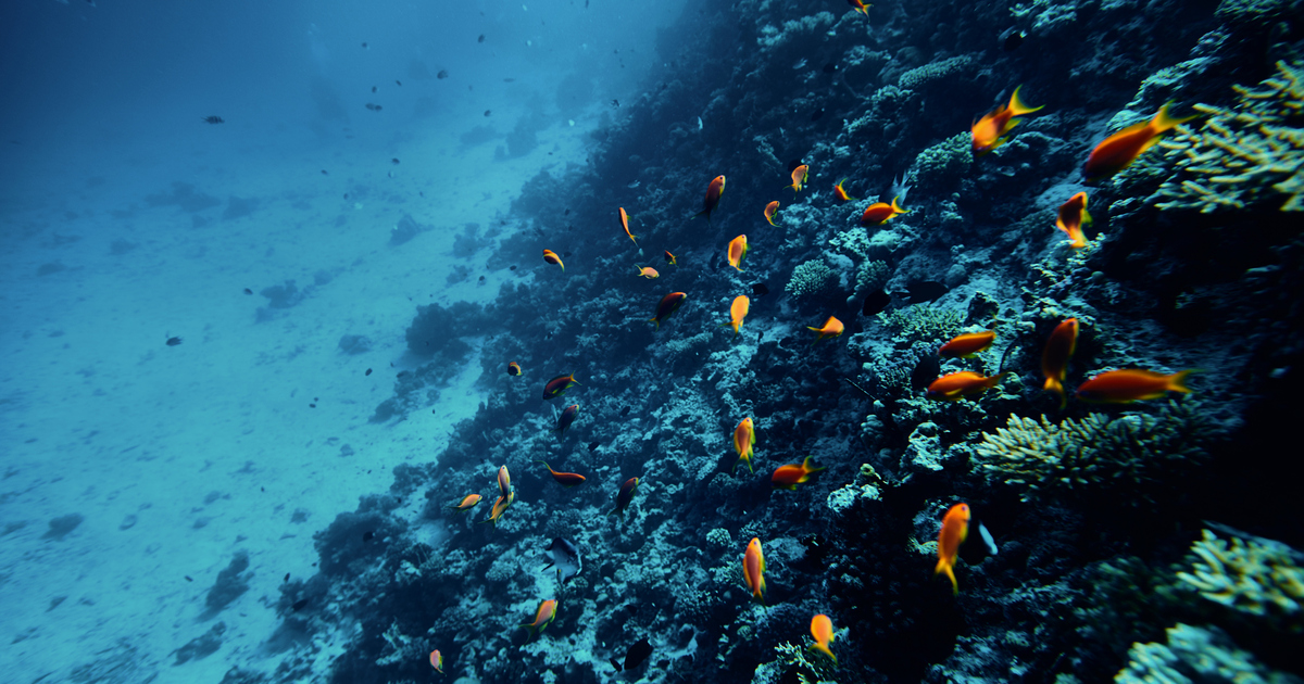 MSCI unveils tools to measure biodiversity and deforestation risk in ...