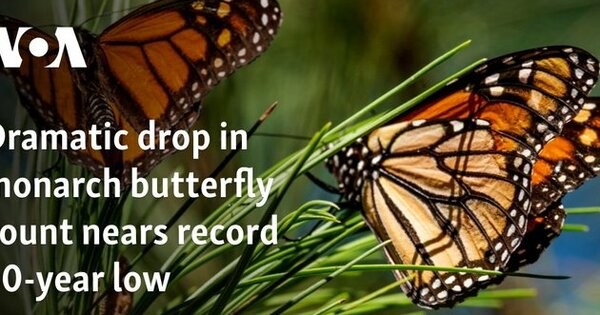 Dramatic drop in monarch butterfly count nears record 30-year low