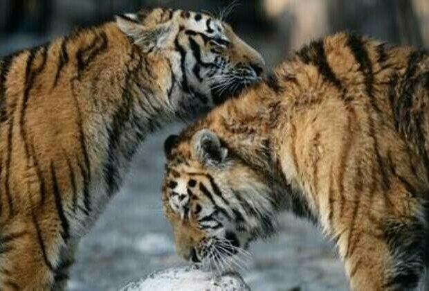 Putin-backed effort saves Siberian tiger from extinction