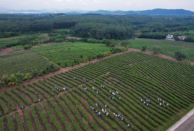 CHINA-HAINAN-BAISHA-INDUSTRIAL CROPS (CN)