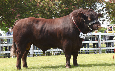 Lincoln Red bull takes supreme beef title at Suffolk Show | Farm News ...