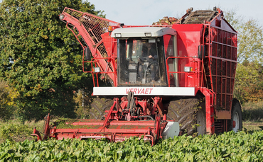 Fodder beet gives contractors a lift | Farm News | Farmers Guardian