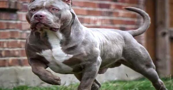 Cross-breed XL bully dogs to be banned in Ireland after attacks