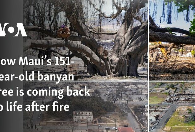 How Maui's 151-year-old banyan tree is coming back to life after fire
