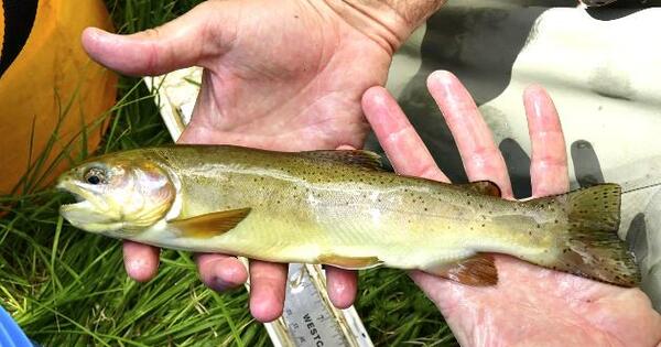 Once-endangered Apache trout species restored: US Interior Secretary