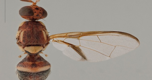 Updated fruit fly identification handbook a welcome resource