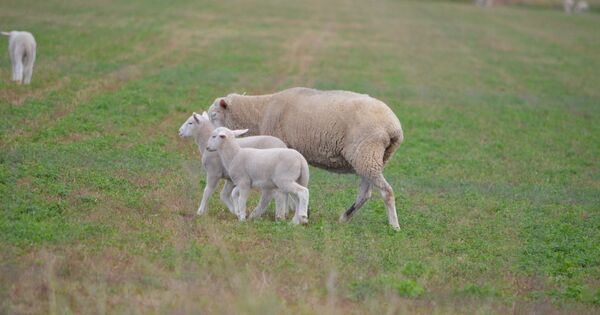 Sheep and lamb prices fall from record highs
