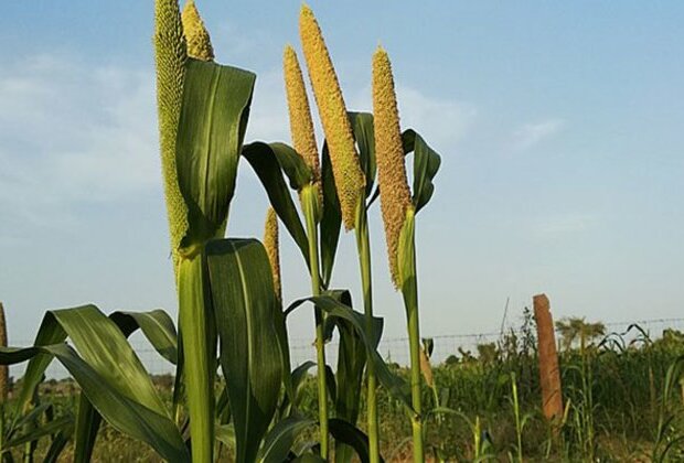 Govt comes out with action plan to promote millet export, value-added ...