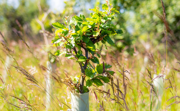 Triodos Bank announces first BNG-based private sector loan to Nature ...