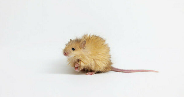 Woolly mice are a first step to resurrecting mammoths, but there's a ...