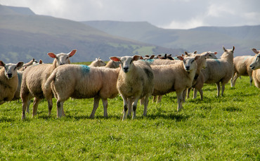 NFUS seeks clarity on future of Scottish Upland Support Scheme | Farm ...