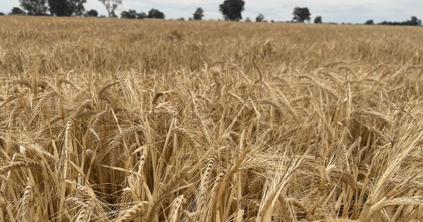 Warning issued for Group 3 fungicide efficacy