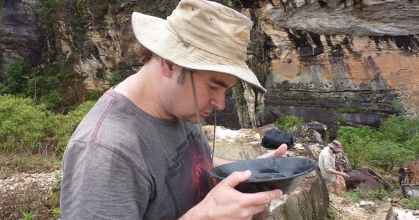 Bacteria for efficient gold processing