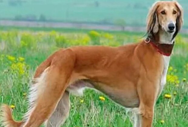Kazakhstan: International Canine Federation recognises Kazakh Tazy as official dog breed